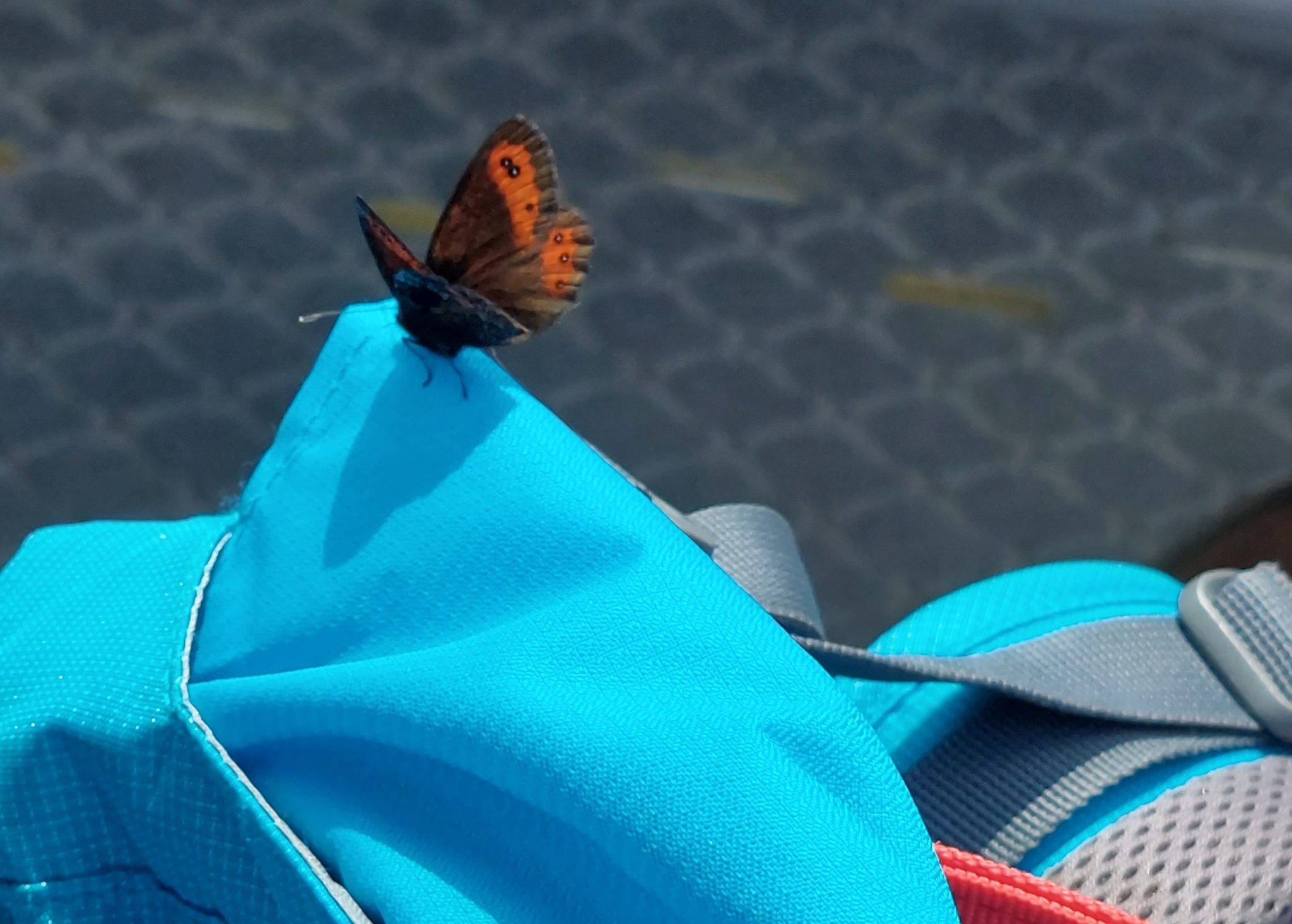 Loslassen - PETRA GRAF